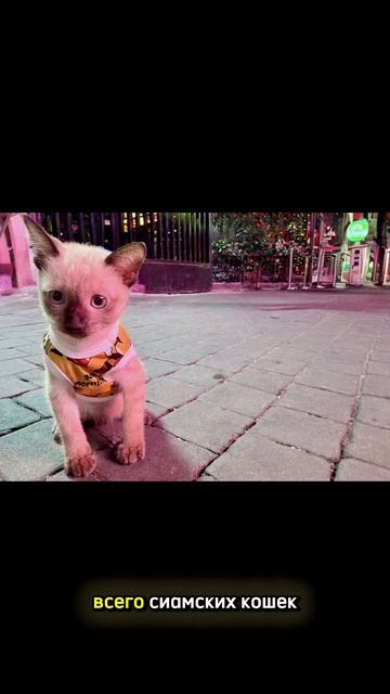 Кошки в Тайланде