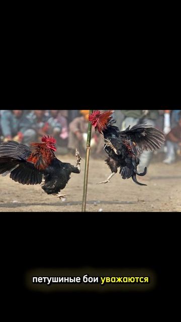 Петушиные бои