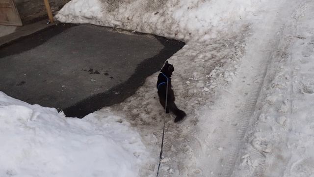 Не получилась прогулка.