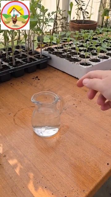 уход за рассадой