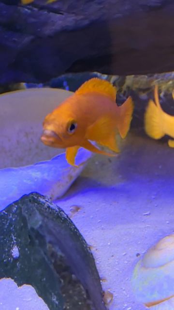 Лампрологус лелеупи