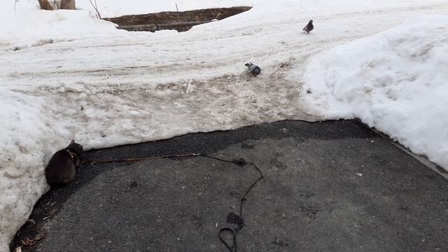 Тишка и голубки.