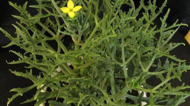 Домашний цветок   ОЛЕНЬИ РОЖКИ.