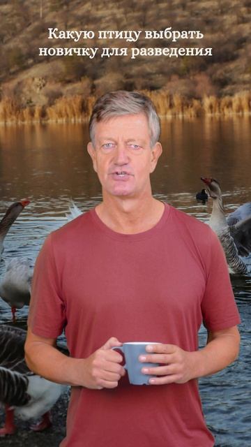 Какую птицу выбрать новичку? Куры, перепела, утки, гуси или индейки?