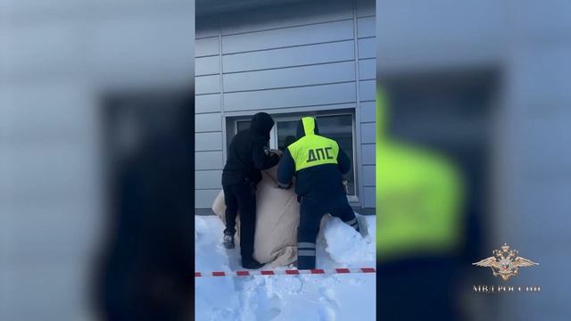 В ХМАО-Югре полицейские вернули рысь в естественную среду обитания