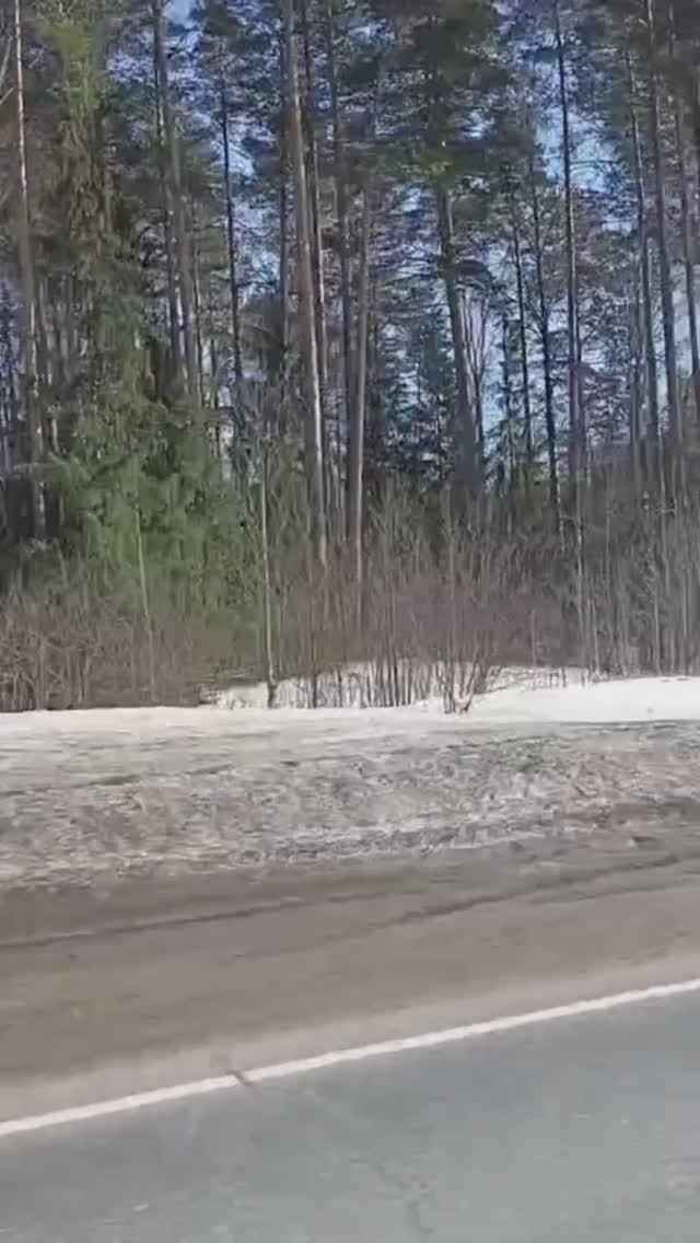 Дорога домой.