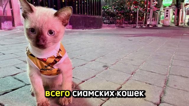 Кошки в Тайланде