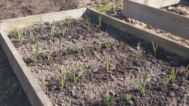Чеснок. Снег сошёл,  корми чеснок. Без жёлтых листьев, крупная головка.