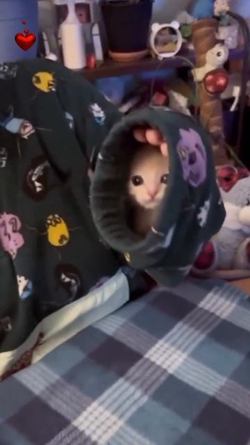 Милый маленький котёнок.😻Веселые котики. Коты хулиганы! Невероятные трюки! #кот #хулиган #трюк