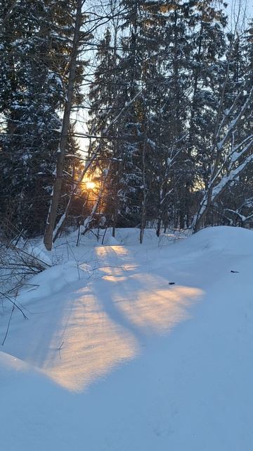 закат в лесу