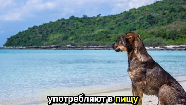 Пища тайцев