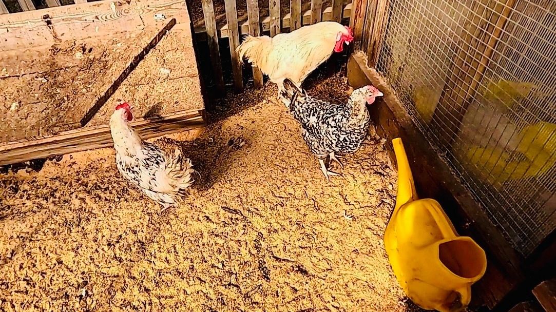 Куры утонули.. Деньги просто выкинули на дорогу..