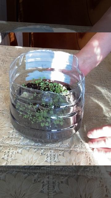 Посейте землянику 5