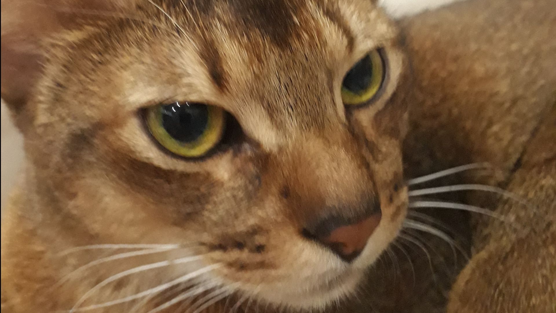 Стрим я же сказал что вернусь