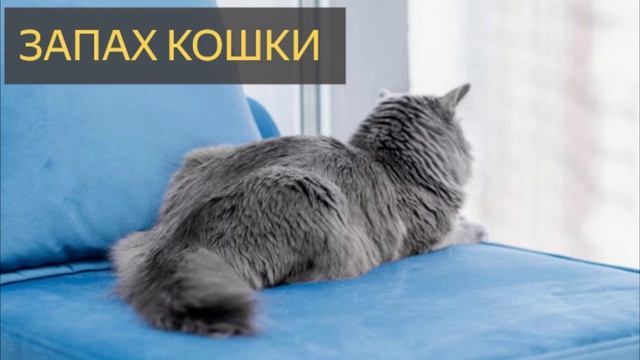 Запах кошки (Странная история, усыпление, домашнее животное)