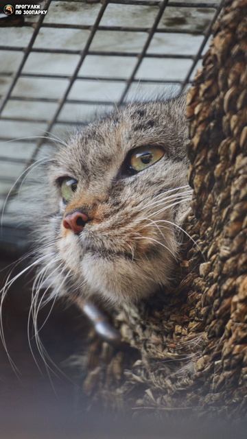 Манул Пепе выглянула из гамака. Ленинградский зоопарк