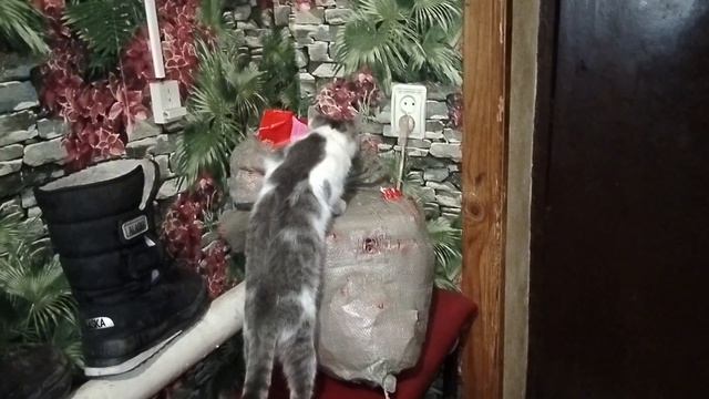ЗАПРЕТНЫЙ МЕШОК СЛАДОК.😋ВСЕМОГУЩИЕ КОШКИ.😺