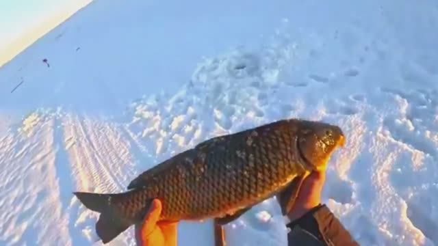 И ВОТОН ОН!!! САЗАН на хапуги в глухозимье!!!