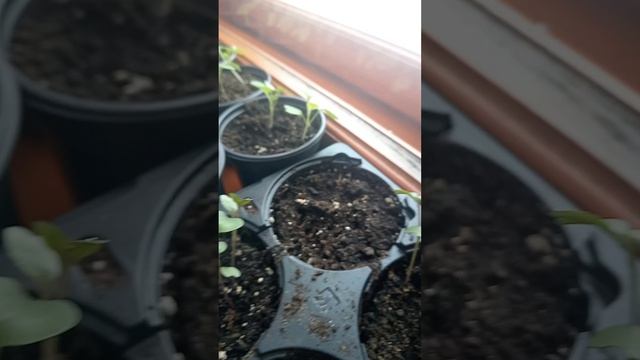 Посадил Микрозелень!!!