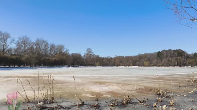 Покровское-Стрешнево. Утки. Огари. Кряквы. Первые почки. Ива пробудилась. Весна в городе. Март 2026