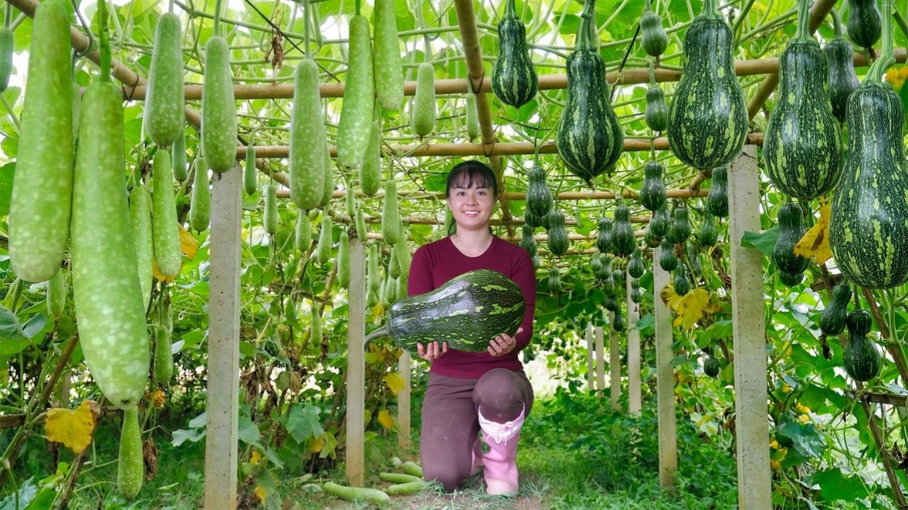 Хуонг нарвала много тыкв и кабачков на ферме. Отвезла на грузовике для продажи на деревенский рынок.