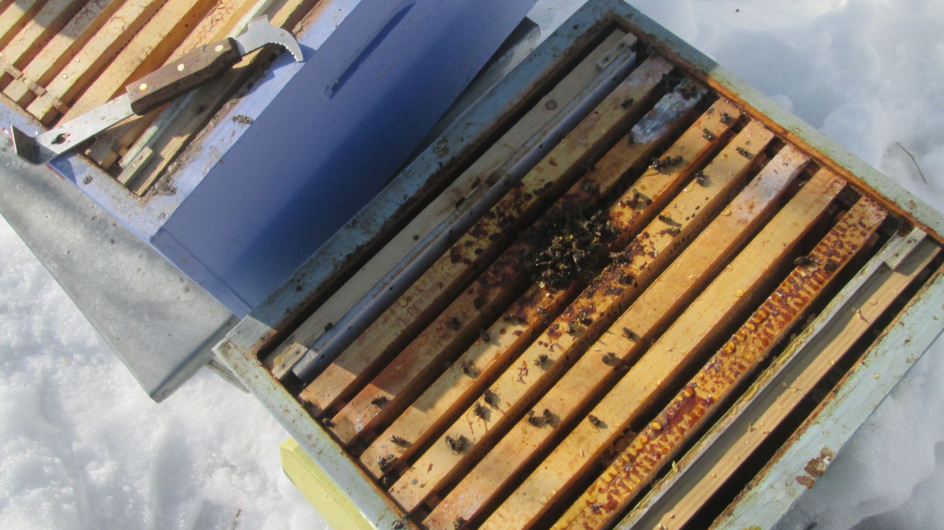 Гибель пчел зимой