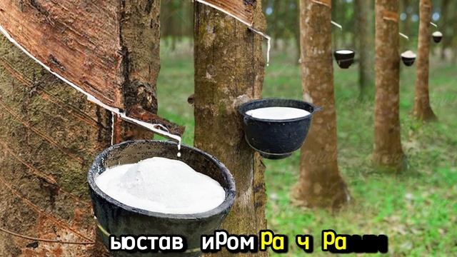Каучук в Тайланде