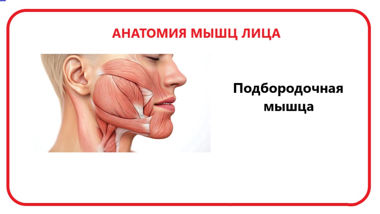 Подбородочная мышца