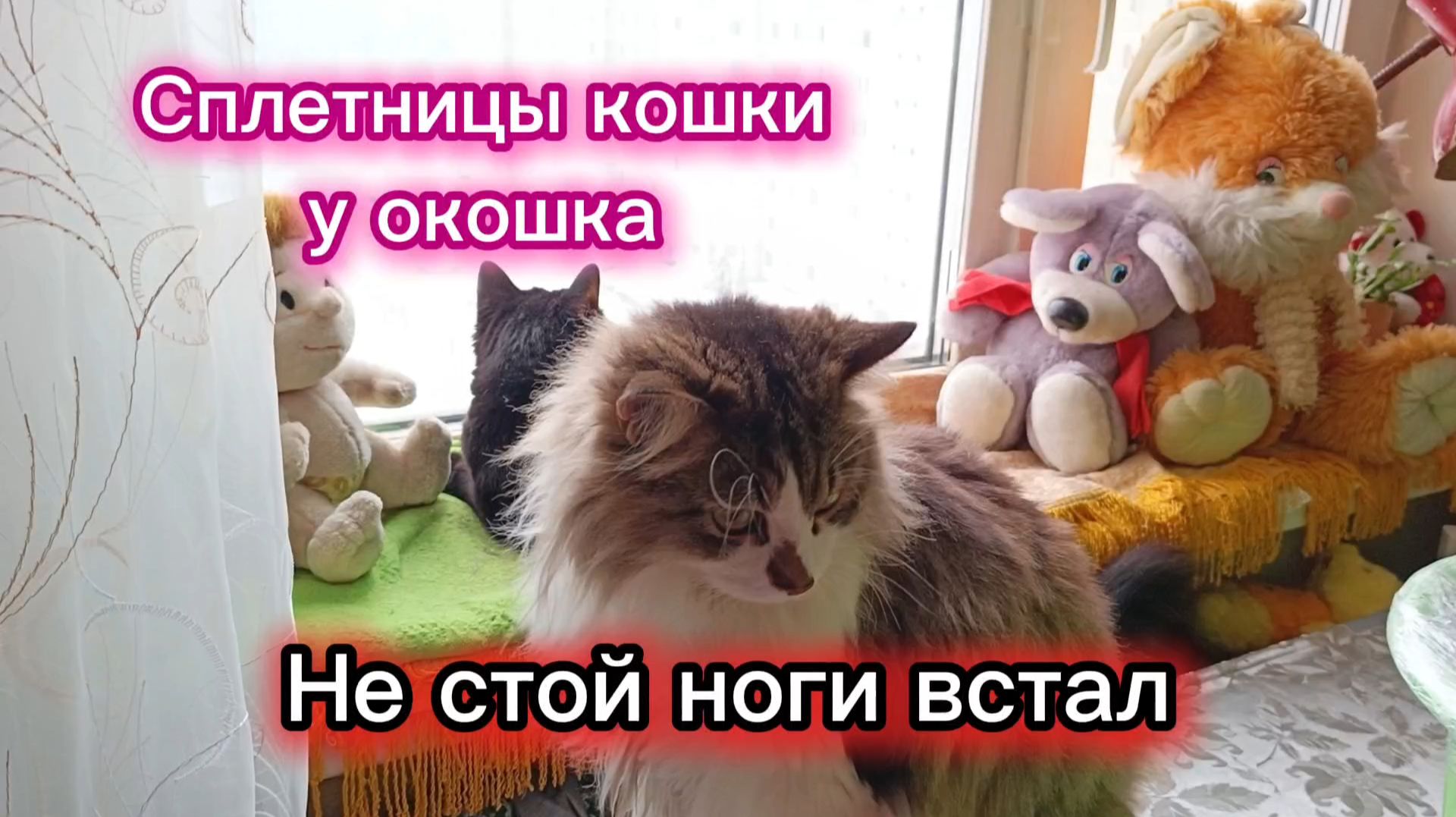 КОШКИ С ОЗВУЧКОЙ.