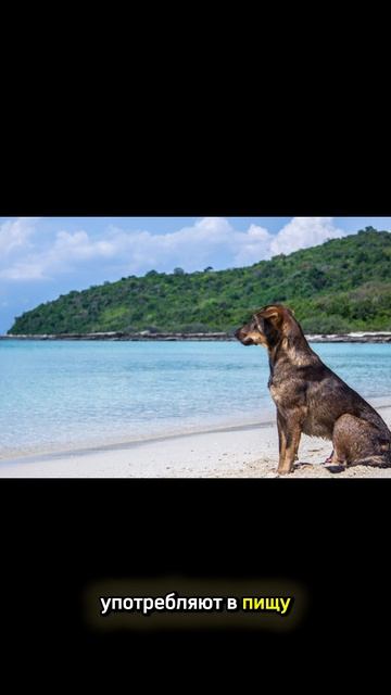 Пища тайцев