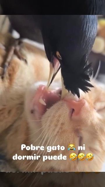 Так-так, что тут у нас