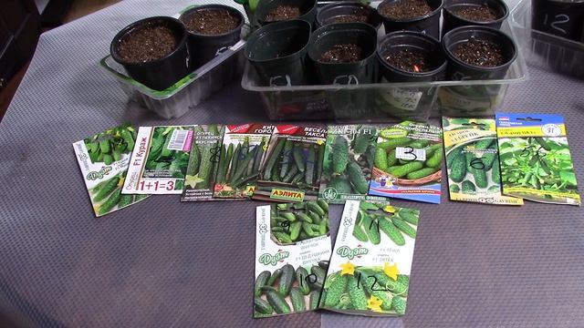 24.03.26 г. Волгоград. Обзор семян огурцов и посадка на рассаду для теплицы