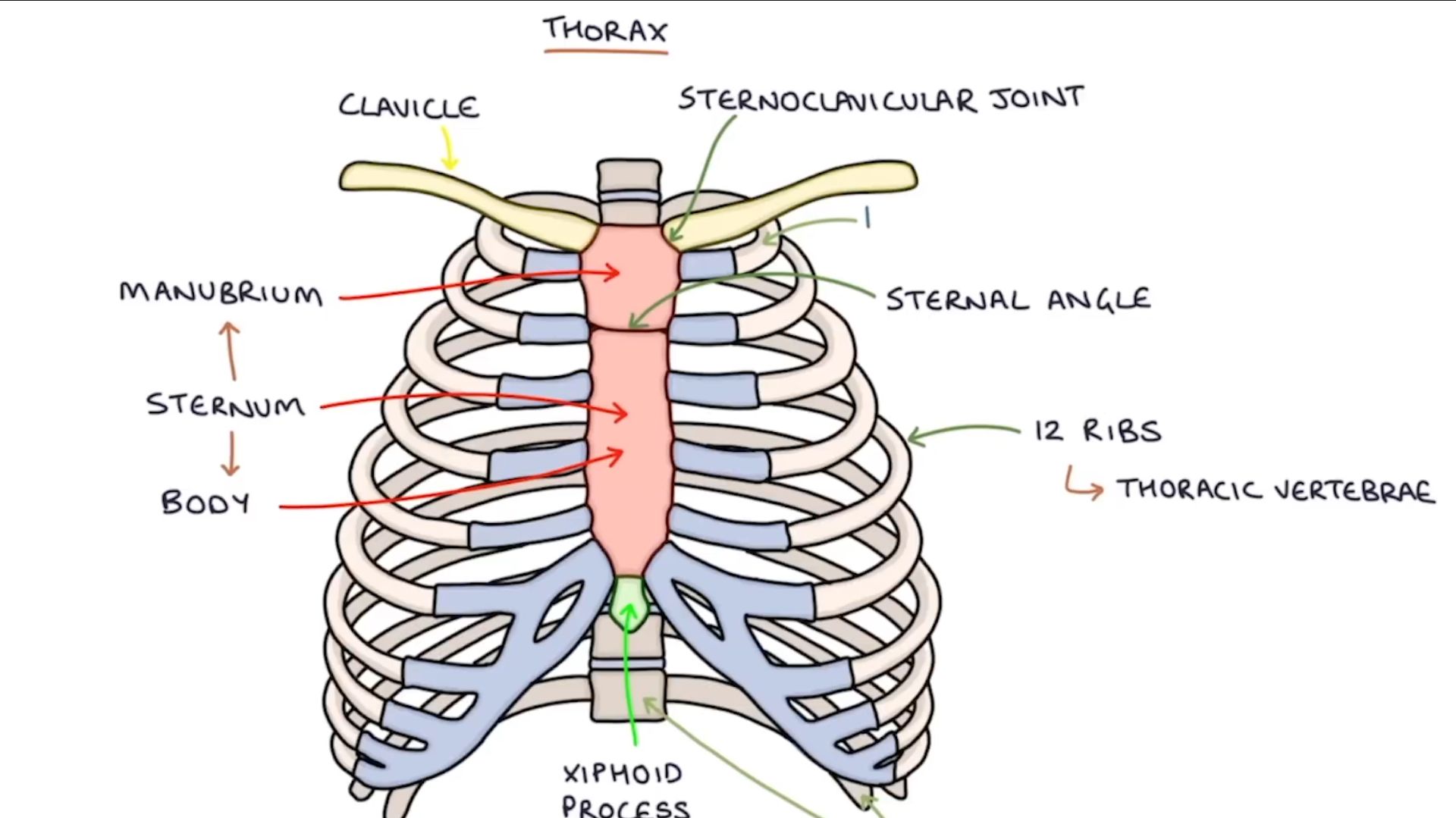 Анатомия скелета