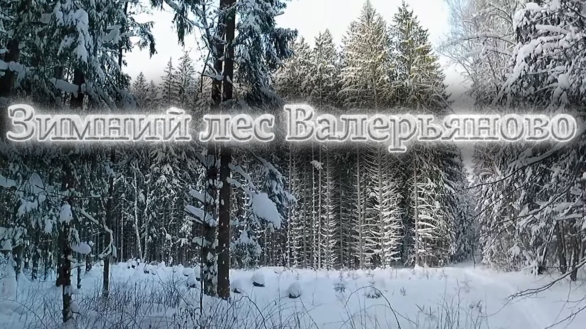 Лыжная прогулка по Валерьяновскому лесу