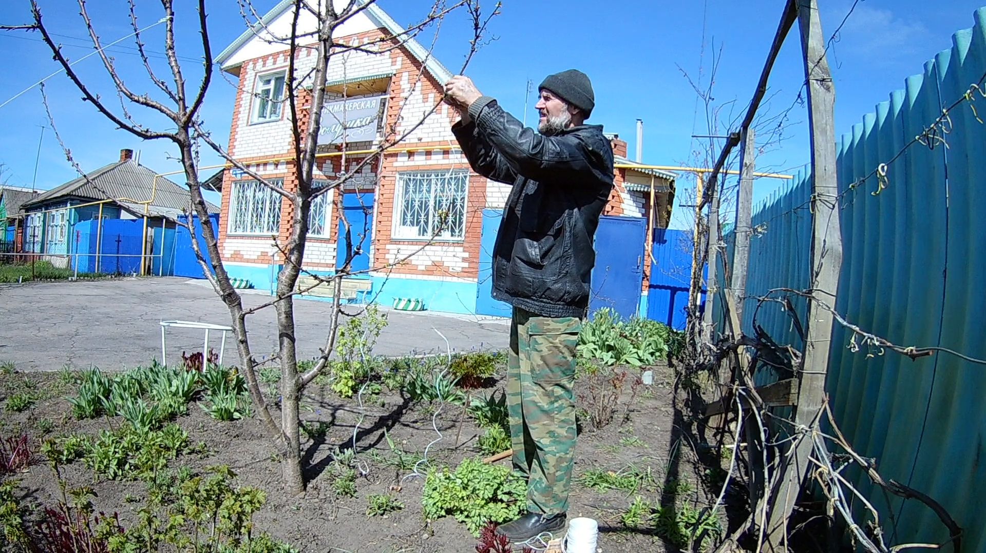 Формирование кроны плодовых деревьев.Садоводство и огородничество.Как сформировать крону черешни