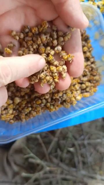 Крым 23.03.2026 г Сбор кизила