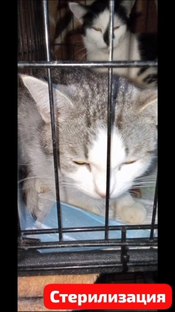 Сеголня операционный день. Макс и Док.