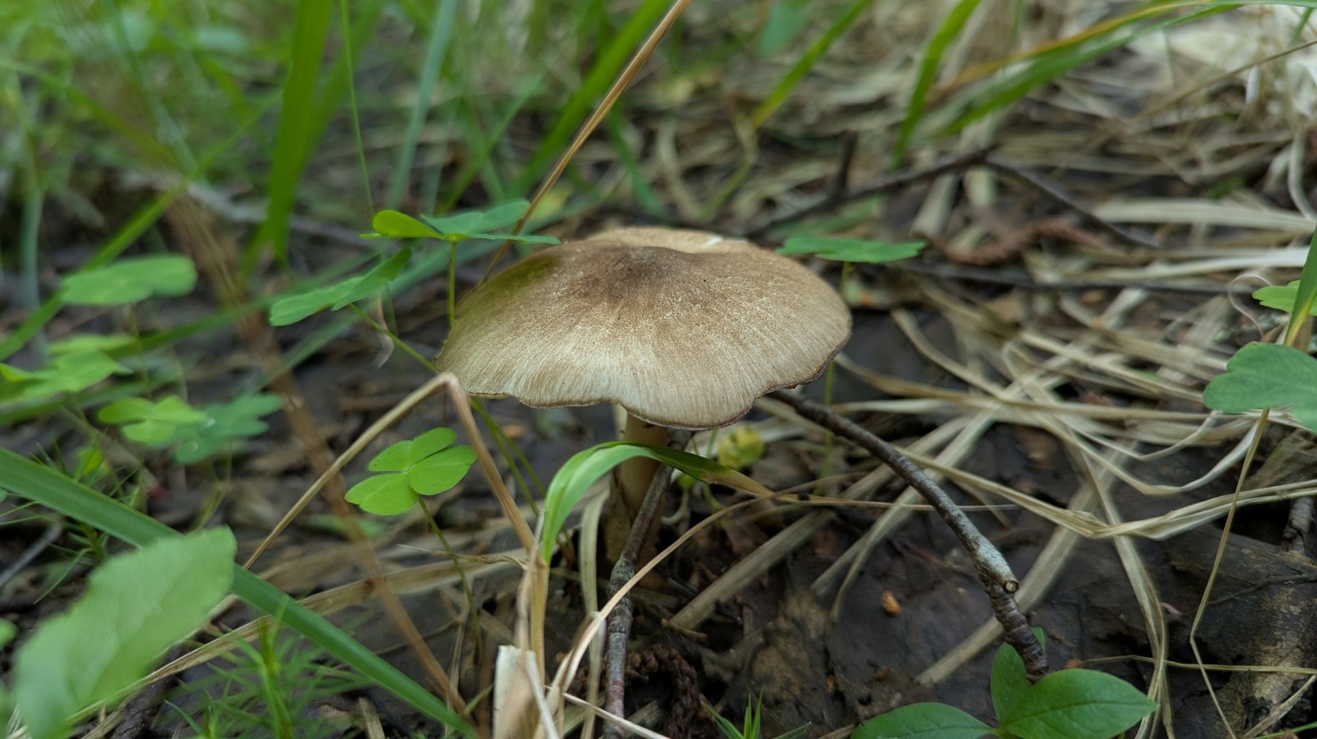 Мегаколлибия широкопластинчатая (Megacollybia platyphylla). Гриб на месте произрастания.