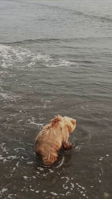 Медвежонок на охоте