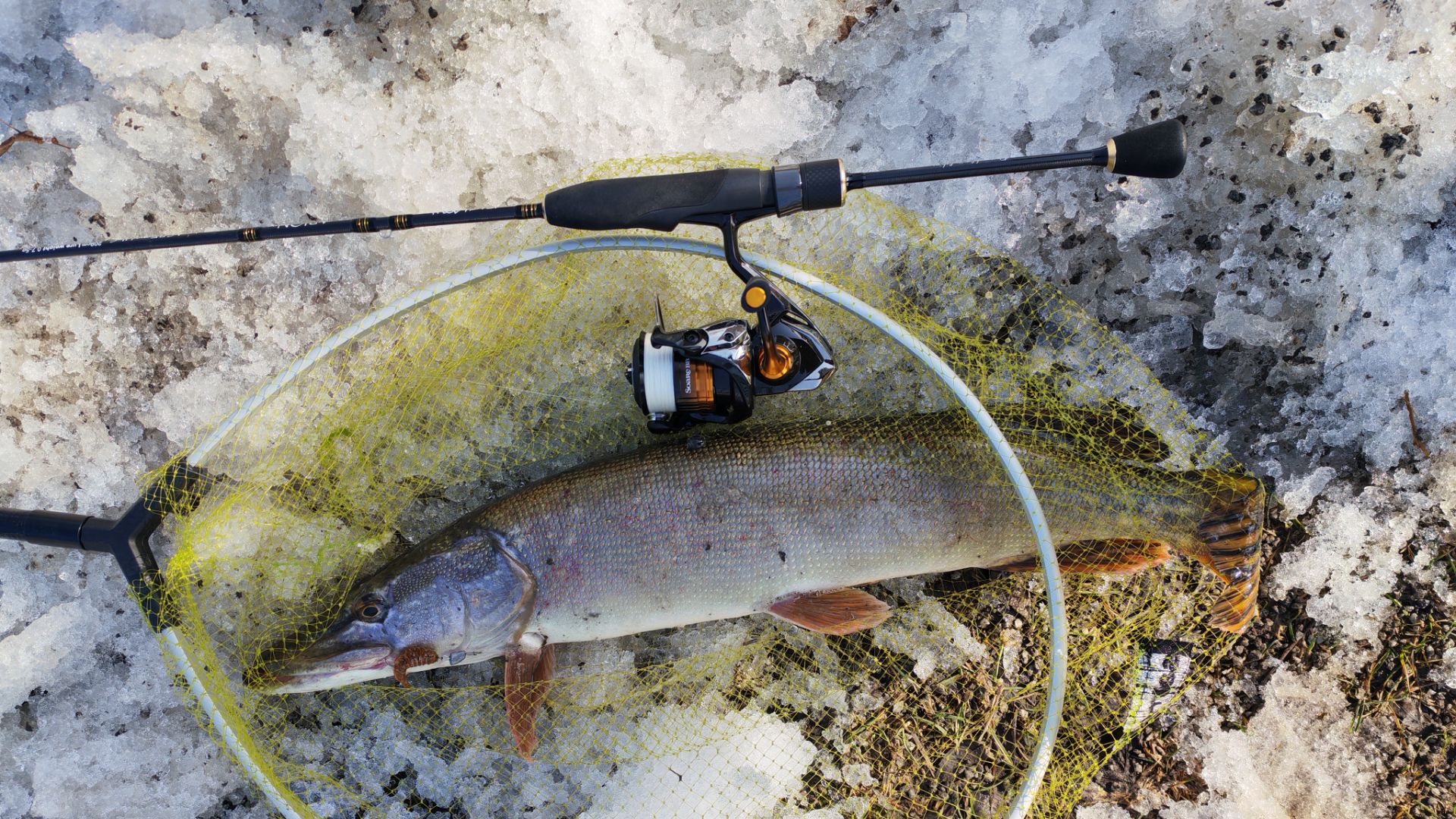 Мр, набережная Шагала. МОСКВОРЕЦКАЯ МАДАМ