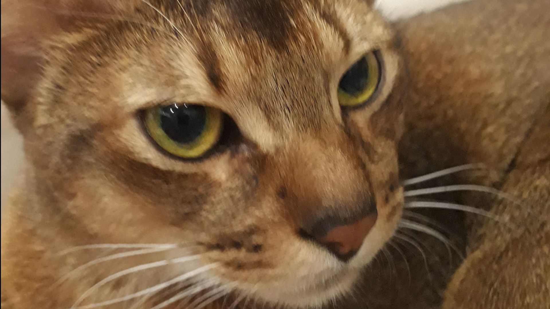 Ура шаурмечная стрим