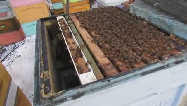 весенние подкормки - часть 2 - смотрю как берут пчелы канди с дрожжами из кормушки, 24.03.2026