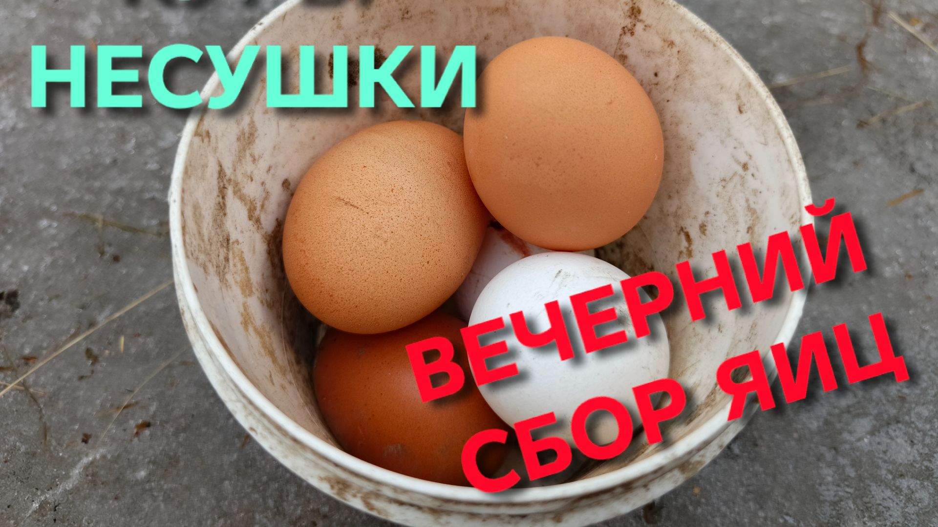 Куры несушки Красные куры обленились а белые молодцы несутся