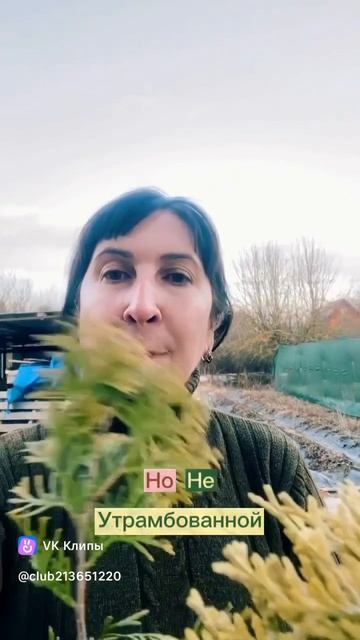 Золотая туя Малониана Ауреа