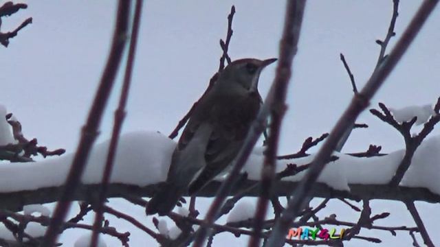 Песня про воробьев. Птица. Лес.