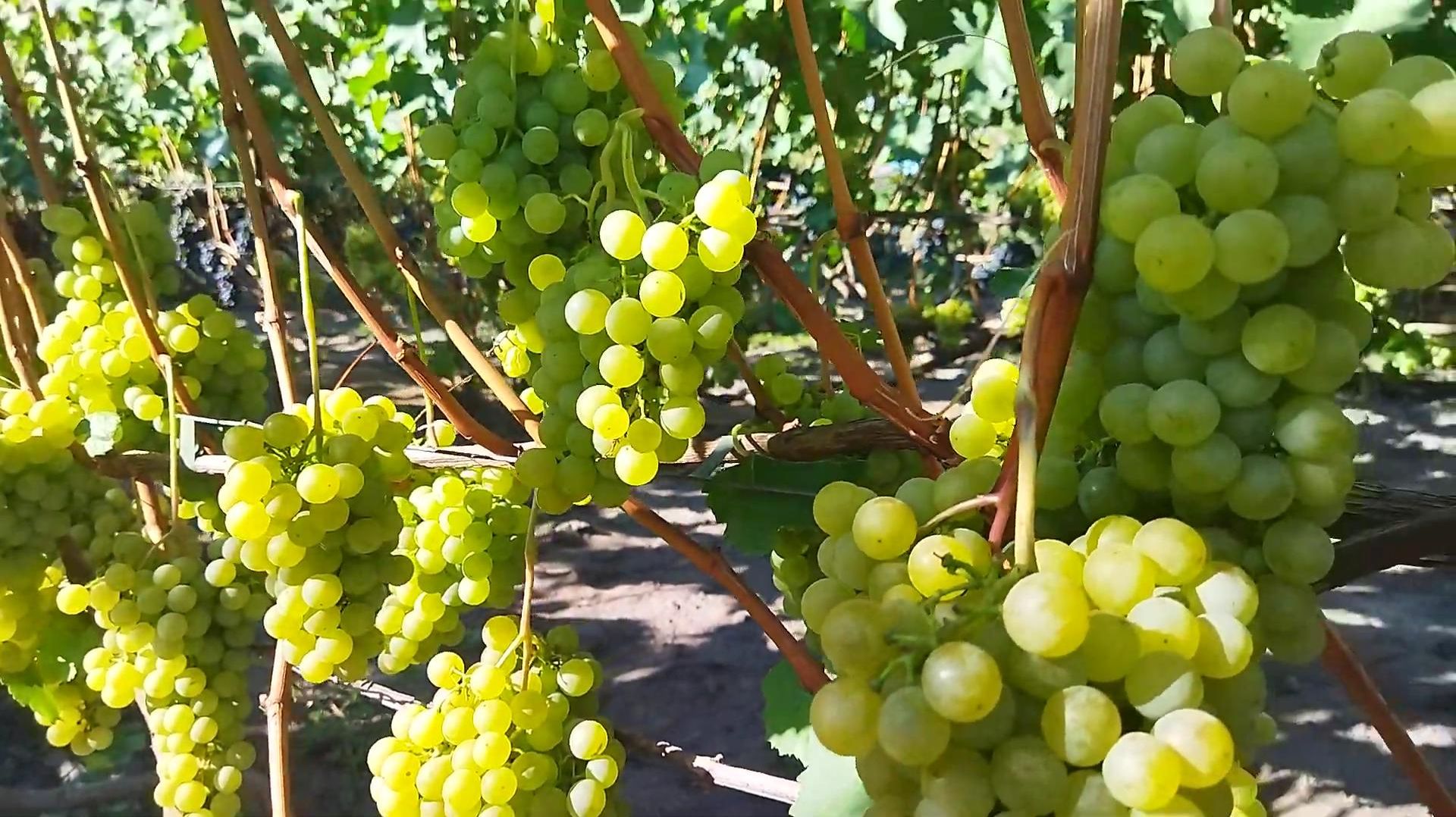 Виноград Цитронный Магарача Ростов-на-Дону | Донская лоза
