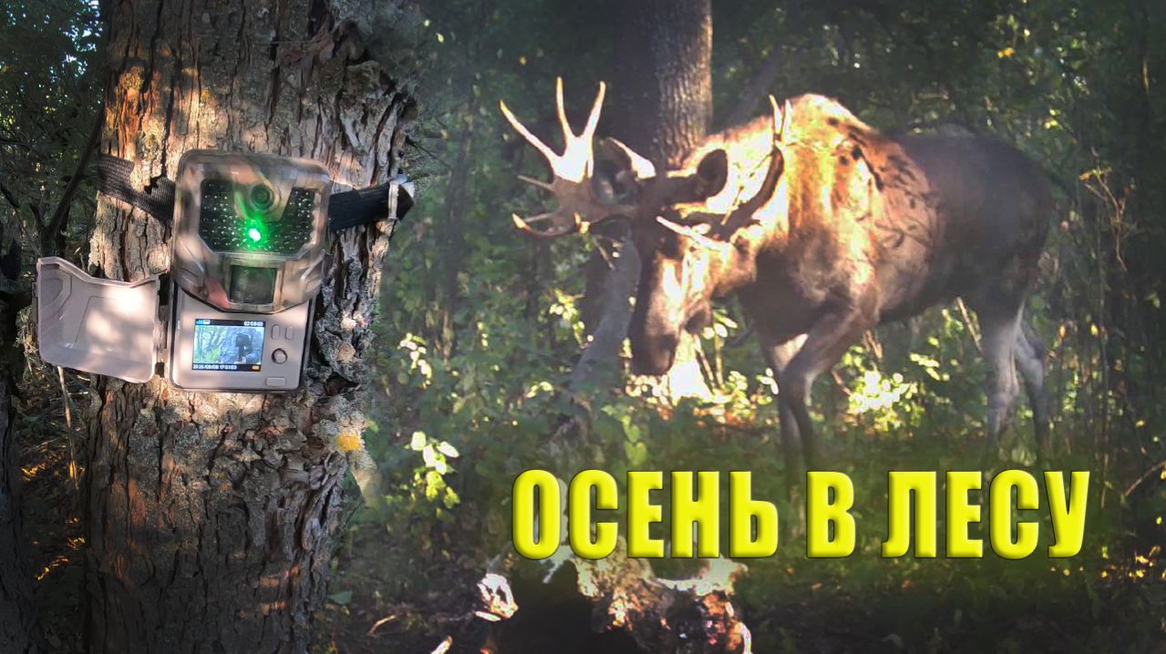 Проверка ФОТОЛОВУШЕК, осень в ЛЕСУ, большой ЛОСЬ