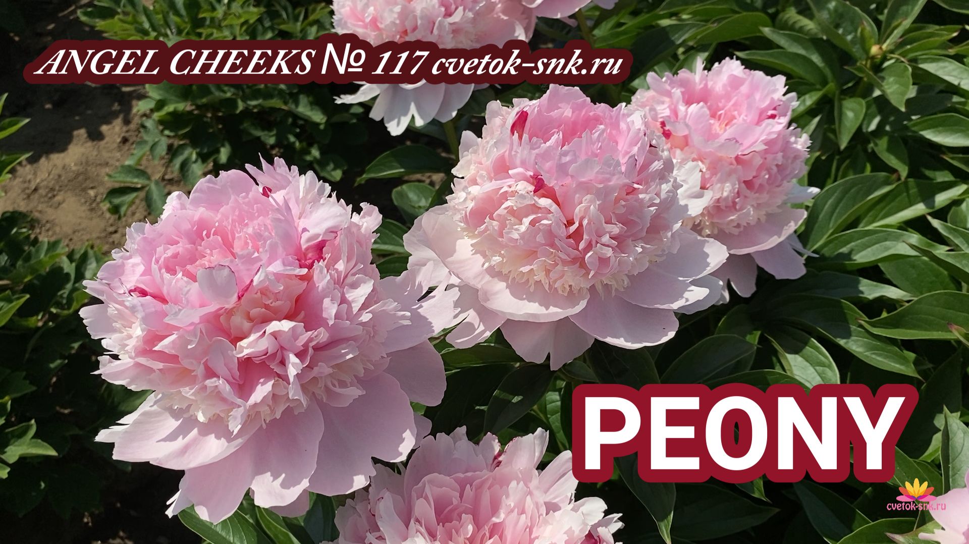 Травянистый "ANGEL CHEEKS"/Сад Ворошиловой