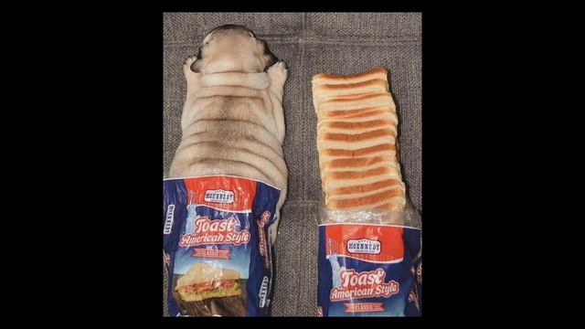 Сборник весёлых, смешных и интересных фото с интернета (серии 5-10)