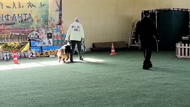 2 Отл. HOGAN di Casa Massarelli +++ №69. БРОННИЦЫ 14 марта`26 Моно немецких овчарок